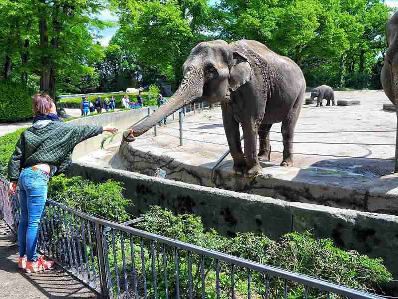 Tierpark Hagenbeck in Hamburg, Tickets, Öffnungszeiten