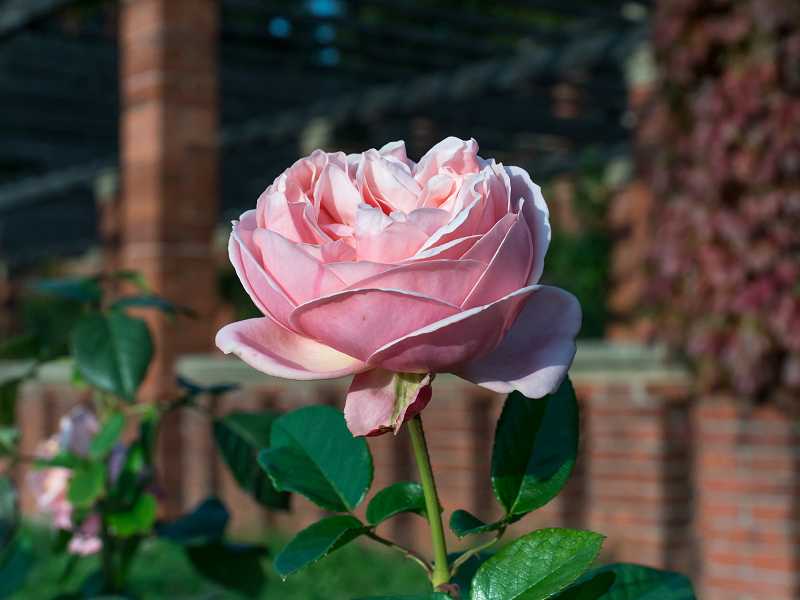 Rosensteinpark, Stuttgart, Bad Cannstatt, Infos zum Besuch